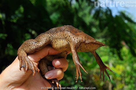 Nature Picture Library Common Surinam Toad Pipa Pipa Pipa Being Held In Hand French Guyana