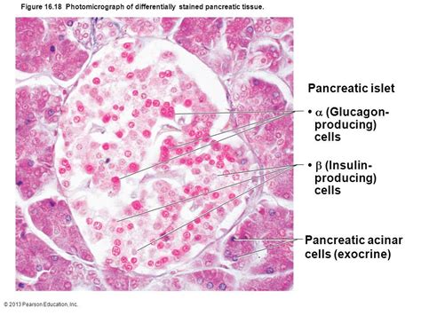 Histology Islet Of Langerhans With Alpha And Beta Cells Histology