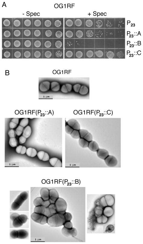 Prgu A Suppressor Of Sex Pheromone Toxicity In Enterococcus Faecalis Pmc