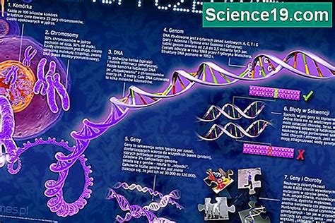 Typy Sekwencji Dna Genomu Ludzkiego 💫 Naukowe I Popularne Portal