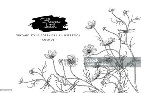 스케치 플로럴 장식 세트 코스모스 꽃 도면 흰색 배경에 고립 된 라인 아트와 흑백 손으로 그린 식물 삽화 요소 벡터입니다 매발톱속에 대한 스톡 벡터 아트 및 기타 이미지