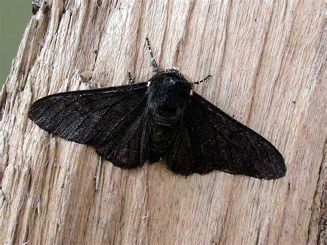 Peppered Moth Larva Ukmoths