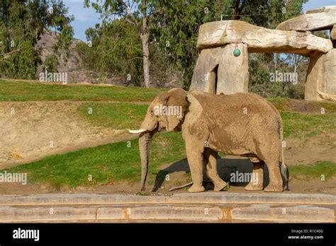 Elephant Valley At The San Diego Zoo Safari Park Xncuc