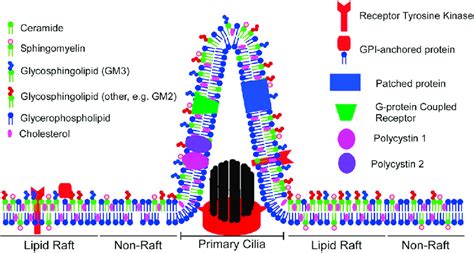 Glycosphingolipids Composition