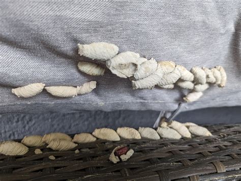 What Made These Little Cocoons I Found On My Outdoor Furniture R