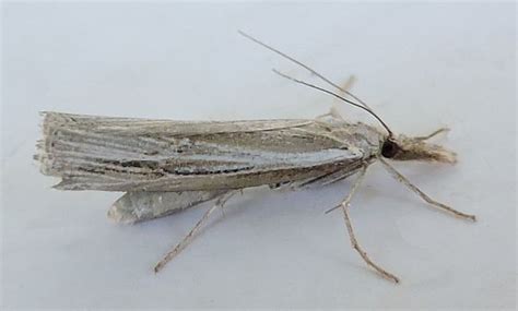 Arizona Moth Bugguide Net