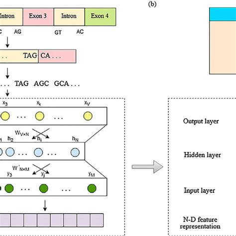 Architecture Of Word2vec And Doc2vec Models A Cbow For Word2vec B