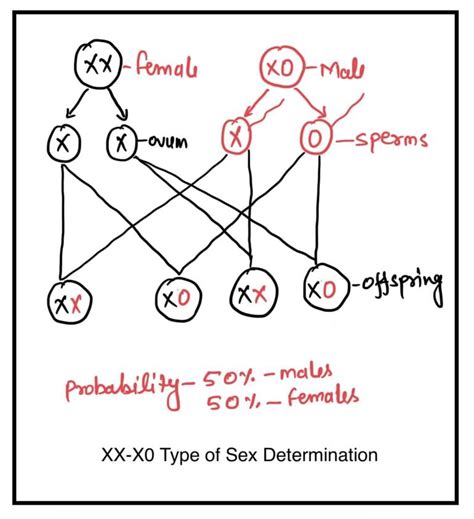 लग नरधरण in HindiSex Determination in Human in Hindi Sikhobio