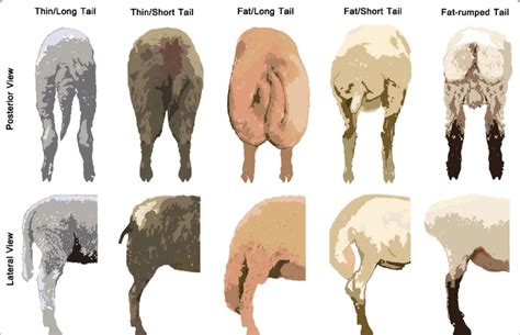 Phenotype Variation In Sheep Tails Representative Examples Of Common