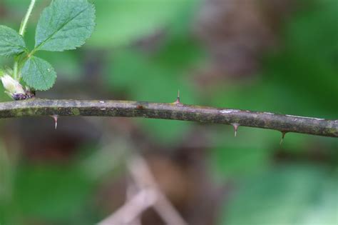Rubus Allegheniensis Allegheny Blackberry Wildflowers Of The