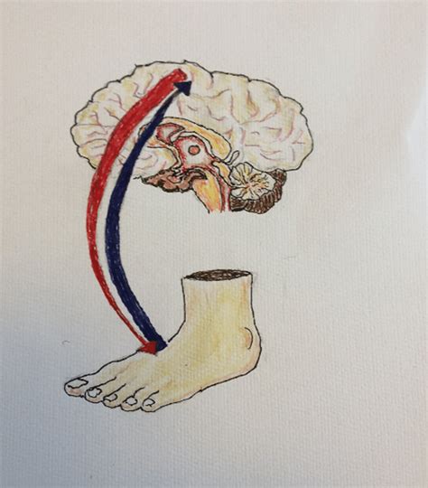 Sensory Feedback Influencing Motor Control Download Scientific Diagram