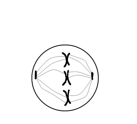 Mitosis And Meiosis Mcat Biology