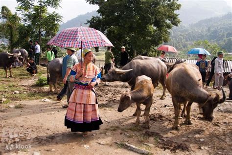 Bac Ha Market And Ban Pho Village Day Tour From Sapa Vietnam Klook