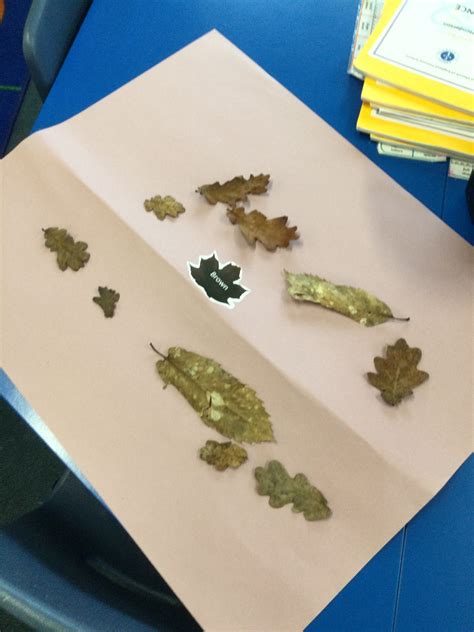 classifying leaves anson ce primary school
