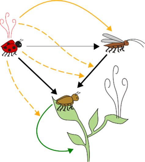 Interactions Between Parasitoids And Higher Order Natural Enemies