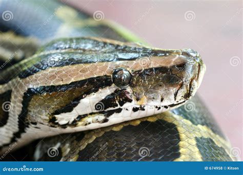 Burmese Python Stock Photo Image Of Burmese Close Large