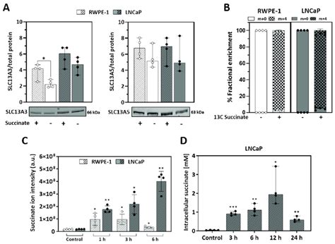 Succinate Transport And Accumulation Expression Of Dicarboxylate Download Scientific Diagram