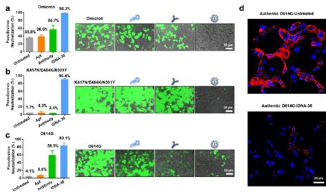 Assessment Of Mutant Pseudotyped And Authentic Sars Cov 2 Download Scientific Diagram
