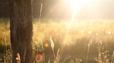 무료 사진 햇빛 석양 자연 잔디 필드 여름 풍경 농촌