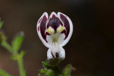 Andrographis Lineata Eflora Of India