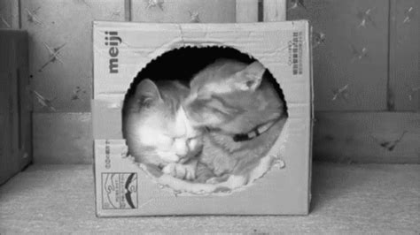 Adorable Cute Gif Wifflegif