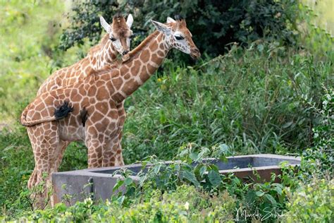 Conservation Breeding In The Giraffe Center Nairobi