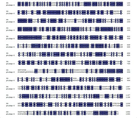 sequence alignment of the tail proteins tsp of phages phiaxp 3 and