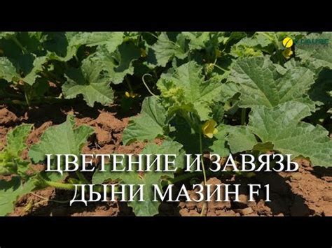 ЦВЕТЕНИЕ И ЗАВЯЗЬ ДЫНИ | ДЫНЯ МАЗИН F1 ОТ CLAUSE - YouTube