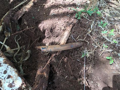 Tree Roots Destroy Drains Allfix Plumbing And Gas