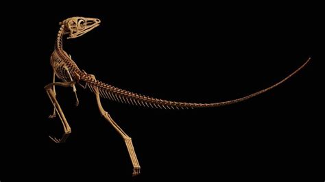 Scottish Fossil Revealed To Be Pterodactyl Ancestor