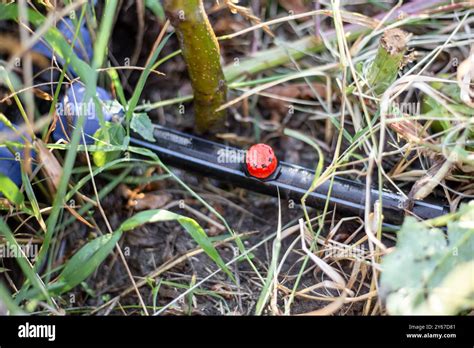 Drip Irrigation Diffuser In A Polypropylene Pipe For Watering Plants
