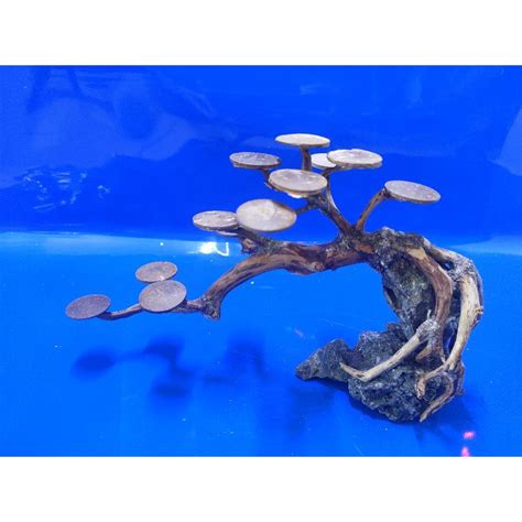 Jual Bonsai Aquascape Shopee Indonesia