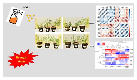 Selenium Nanoparticles Improved Biochemical And Physiological