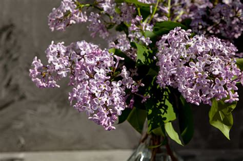 보라색과 분홍색 라일락 꽃 회색 콘크리트 벽에 유리 꽃병에 라일락의 꽃다발 텍스트 공간 이미지 0명에 대한 스톡 사진 및 기타 이미지 Istock