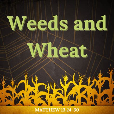 Weeds And Wheat Cornerstone Church Of Christ