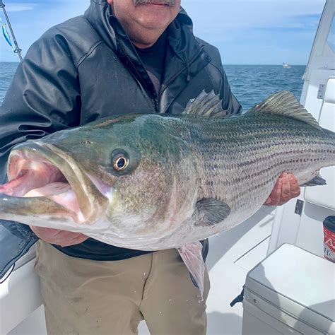 Striped Bass Charters Cape Cod Tighten Up Charters