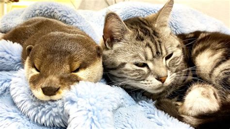 Aty Ui And Mr Cat Adorable Otters