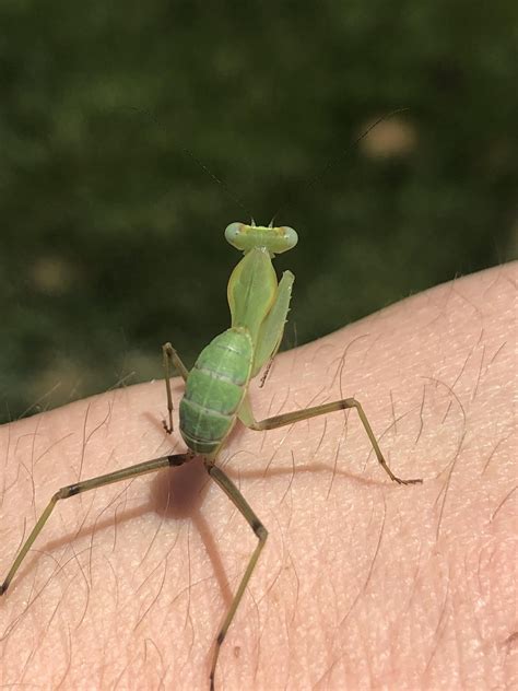 Giant African Mantis Sex R Mantids