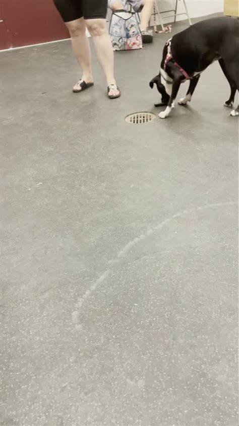 Meet The Amazing Cherry Cherry Is Happy To Help Her Mom Who Has