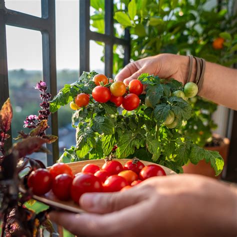 Rustic Tomatoes Containers