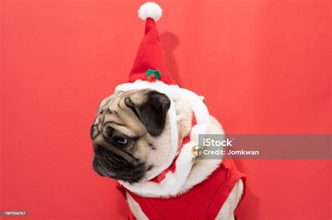 빨간 배경 크리스마스와 새해 개념에 소유자와 함께 축하 할 준비가 크리스마스 날에 산타 모자와 산타 의상을 입고 사랑스러운 퍼그 강아지 개에 대한 스톡 사진 및 기타 이미지