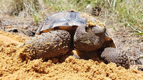 Gopher Tortoise Gopherus Polyphemus