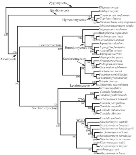 Figure 1 From The Molecular Basis Of Programmed Cell Death In