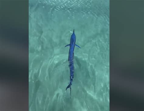 Veliki Iglan Uočen U Makarskoj Luci Impresivna Riba Plivala Je Između