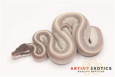 Mystic Potion Ball Python By Aryias Exotics Morphmarket