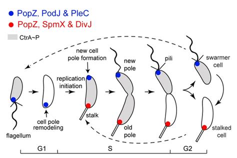 Phase Separation Of Scaffold Protein Regulates Microbial Asymmetric Cell