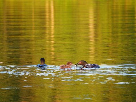 Lisa Reichelt On Linkedin I Love Loons And Im Fortunate To Share My Lake With Them In The