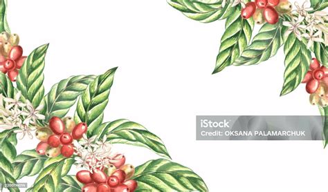 커피 콩 녹색 잎과 흰 꽃이 있는 열매 템플릿 엽서 복사 공간이 있는 테두리 수채화 손으로 그린 그림이 고립되었습니다 단풍의 수평 프레임 음식 디자인을 위한 클립 아트