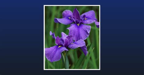 Mary M Smith Obituary June 3 2025 Towers Funeral Home