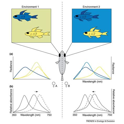 Visual Ecology And A Heterogeneous Environment Many Organisms Live In